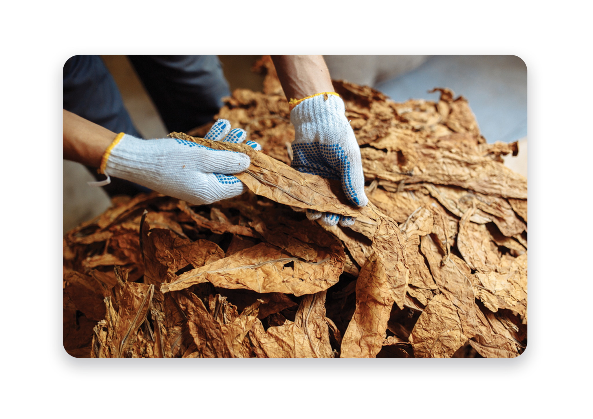 Best Cigarette Manufacturers in UAE | PCMK Cigarette Company